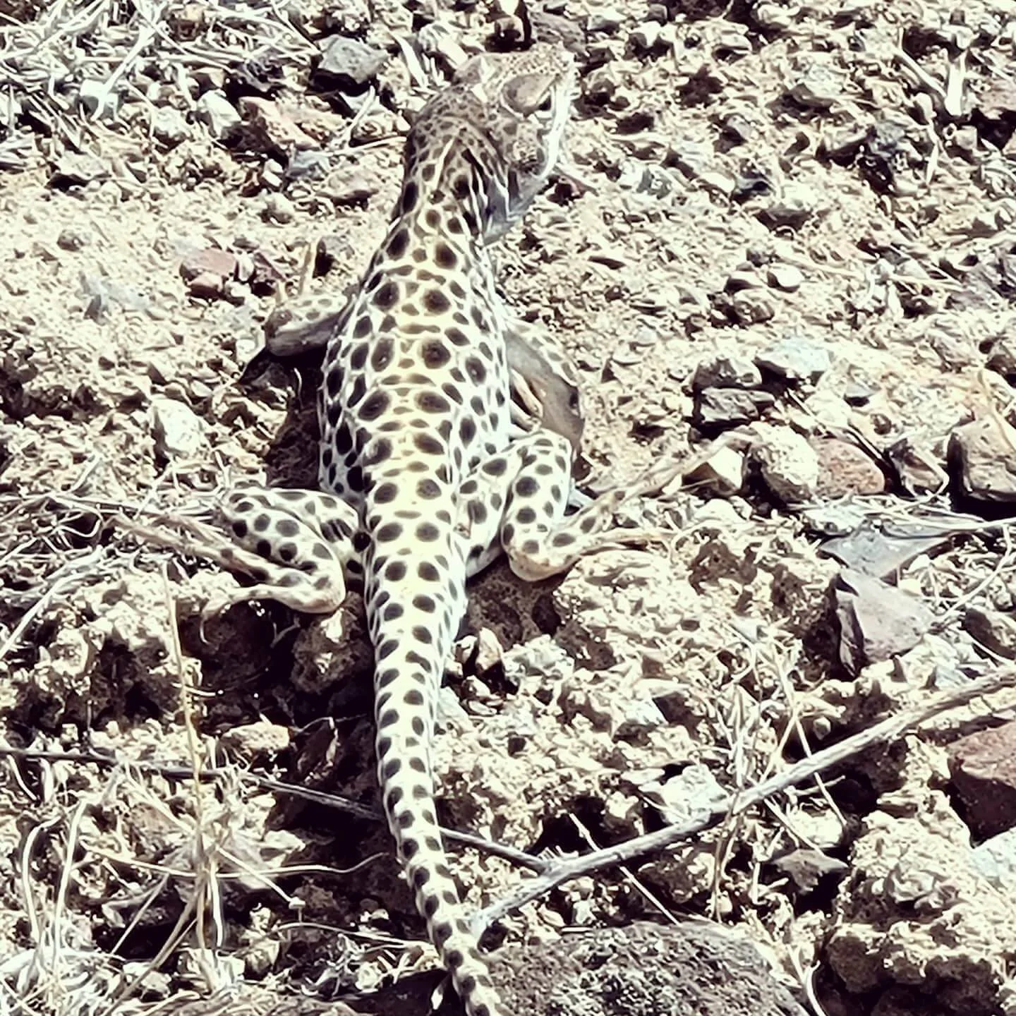 Top 15 Nevada Hot Springs + Where to Find Them